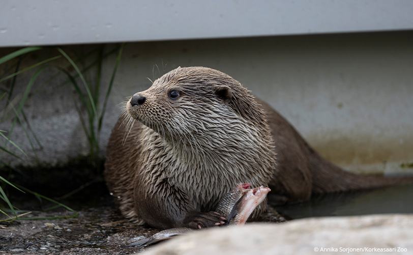 Korkeasaari Zoo in Helsinki | Viking Line