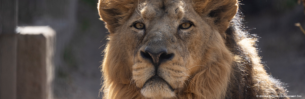 Korkeasaari Zoo in Helsinki | Viking Line