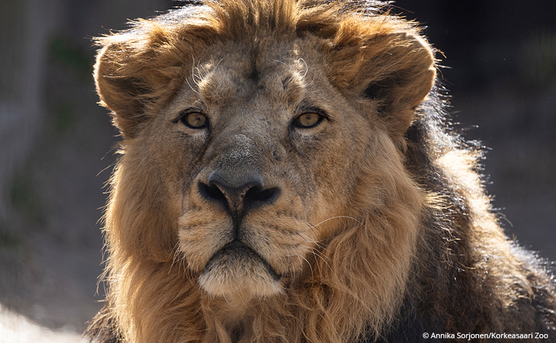 Korkeasaari Zoo in Helsinki | Viking Line