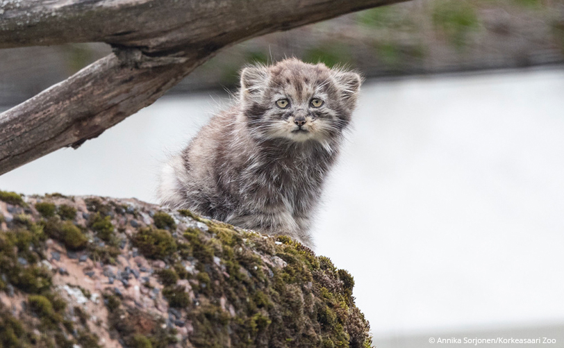 Korkeasaari Zoo in Helsinki | Viking Line