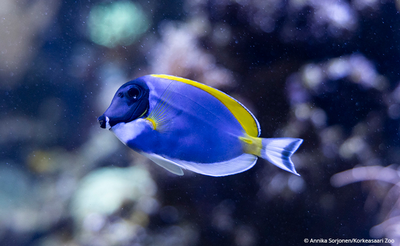 Korkeasaari Zoo in Helsinki | Viking Line