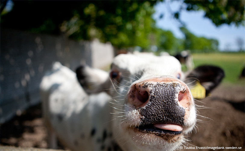 Good to know about Gotland | Viking Line